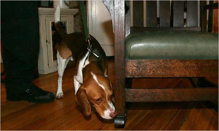 Bed Bug Sniffing Dogs-How they smell, Sense, Roscoe, Breeds & Cost ...