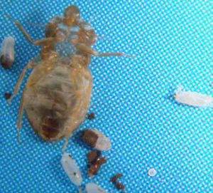 Bed Bug Shells, Cast Skin & Exoskeleton | Pestbugs