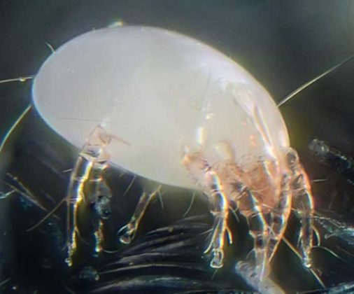Can you See Dust Mites? Pictures, of how hey look like, Habitat, Food ...