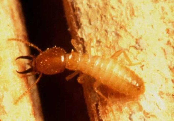 Subterranean Termites Swarmers Treatment Cost, Damages & Pictures ...