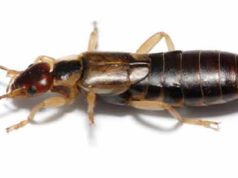 Earwig in Ear, Symptoms & how to remove | Pestbugs