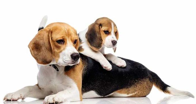 Earwig Bites: Dogs, Humans, Marks &How to Treat | Pestbugs