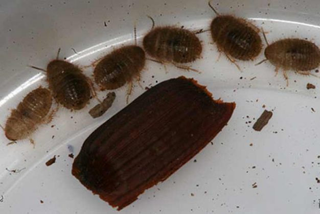 Baby Roaches: How they look like, Pictures & Get Rid Ideas | Pestbugs