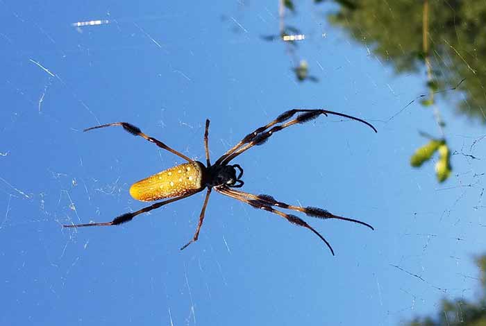 Banana Spider: Size, Bite, Poisonous, Web & Pictures | Pestbugs
