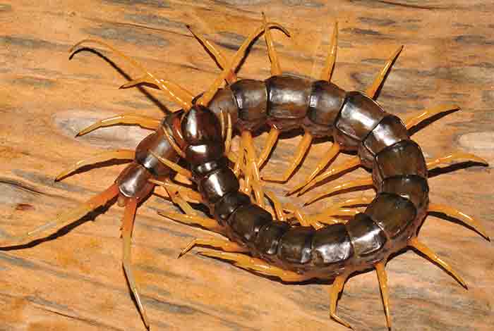 Different Types of Centipedes with Pictures | Pestbugs