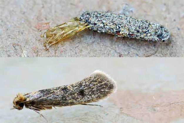 What Do Moths Eat? Why do they Feed on Clothes? | Pestbugs