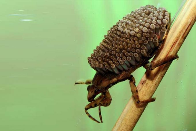 Giant Water Bugs- Babies,Pictures, Types, Identification, Diet & More ...